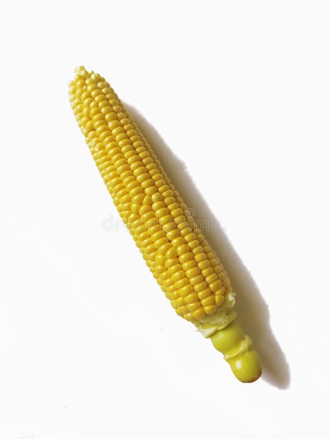 Single Ear of Corn Isolated on White Background Stock Photo - Image of ...