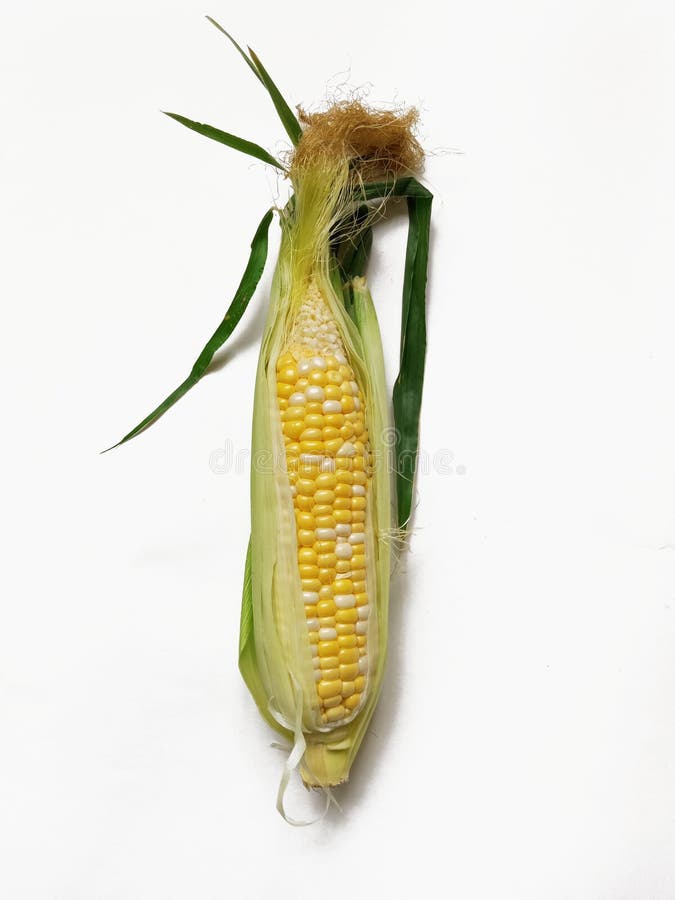 Single Ear of Corn Isolated on White Background Stock Image - Image of ...