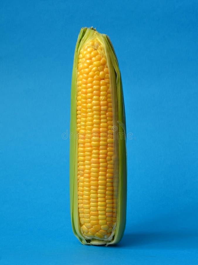 Single ear of corn stock image. Image of flora, harvest - 75126033