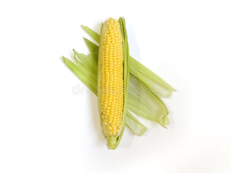 Single Ear of Corn with Leaves on White Background Stock Image - Image ...