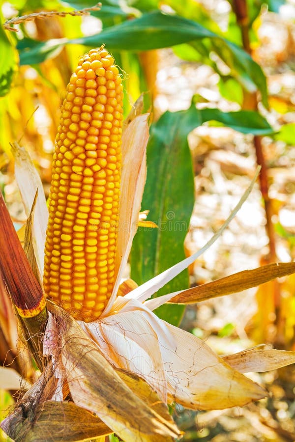 Single Ear of Corn on Plant Close Up Stock Image - Image of vibrant ...