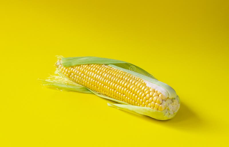 Single Ear of Corn on Yellow Background Stock Photo - Image of ...