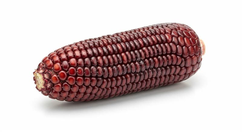 Single Ear of Deep Red Corn on White Background Stock Illustration ...