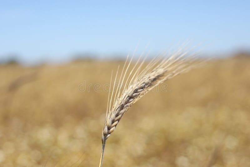 Single Blue Flower Golden Hour Meadow Stock Photos - Free & Royalty ...