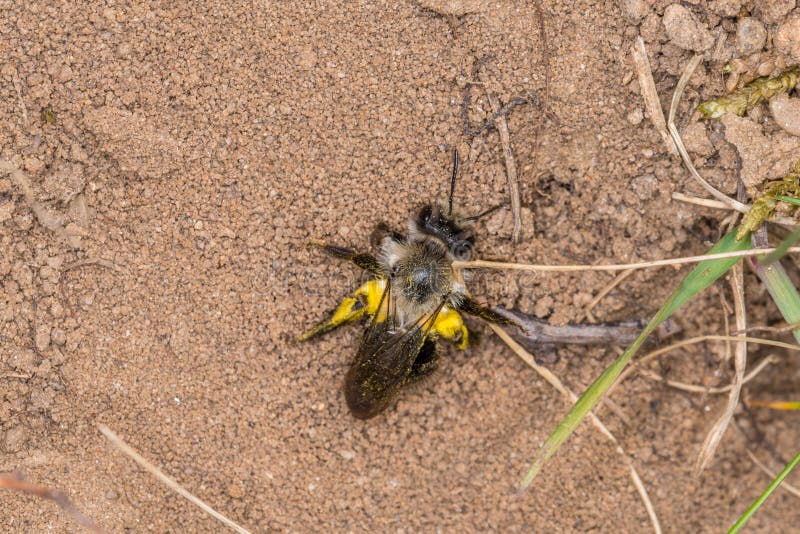 Close-up of a Male Wolf Urinating and Marking a Territory, Germany ...