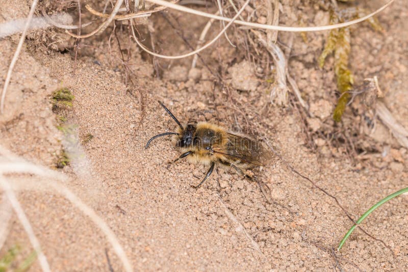 Single Earth Bee Male with Yellow Pollen on the Ground, Germany Stock ...