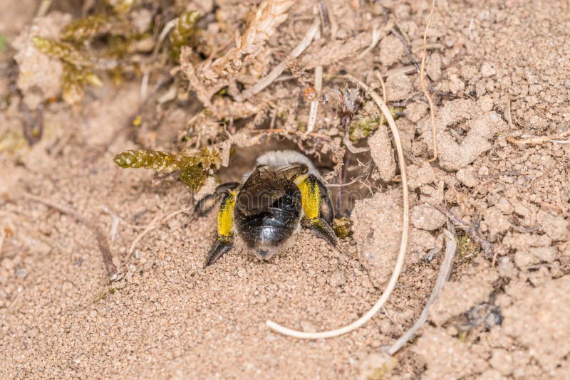 Close-up of a Male Wolf Urinating and Marking a Territory, Germany ...