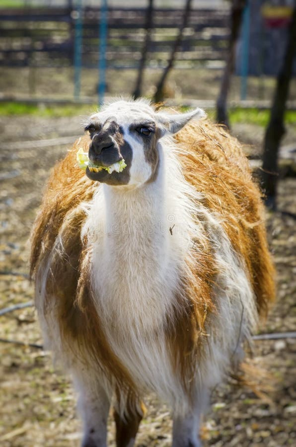 Single Eating Lama stock photo. Image of america, head - 90901310