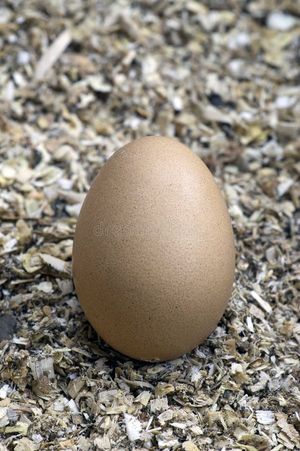 Single egg stock photo. Image of chicken, birth, minimalist - 23648810