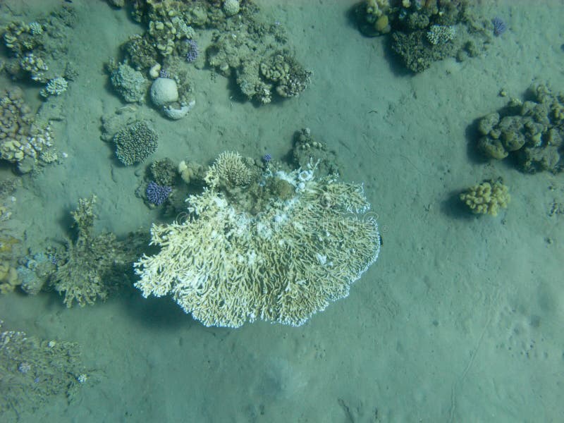 Single Egyptian coral stock image. Image of clear, nature - 11062753