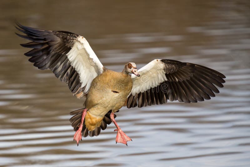 Single Egyptian Goose Landing with a Splash on a Pond Stock Image ...