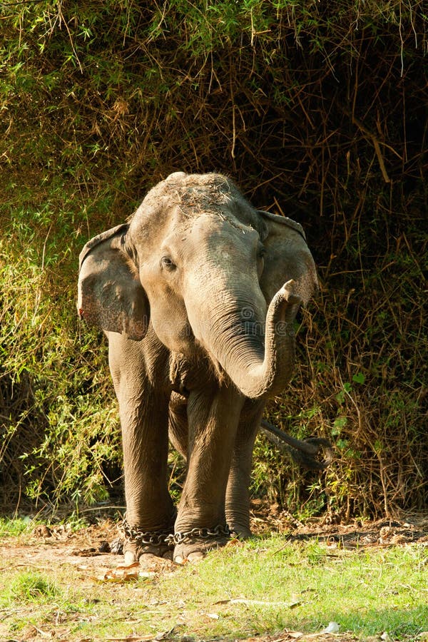 Single elephant stock image. Image of natural, protected - 24414211