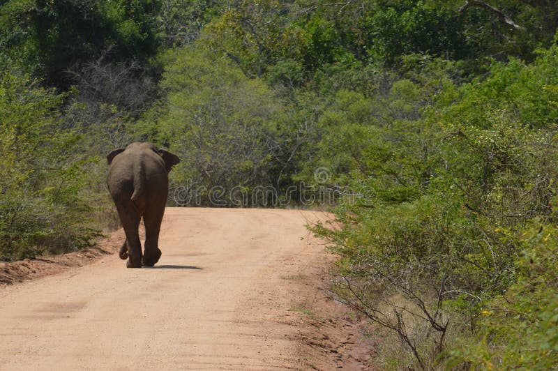Single Elephant in Sri Lanka, Yala Stock Photo - Image of elephant ...