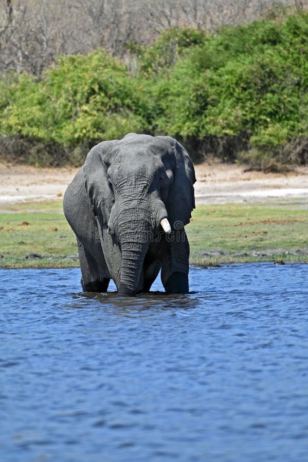 A Single Elephant Crossing Chobe River, at Chobe National Part in ...
