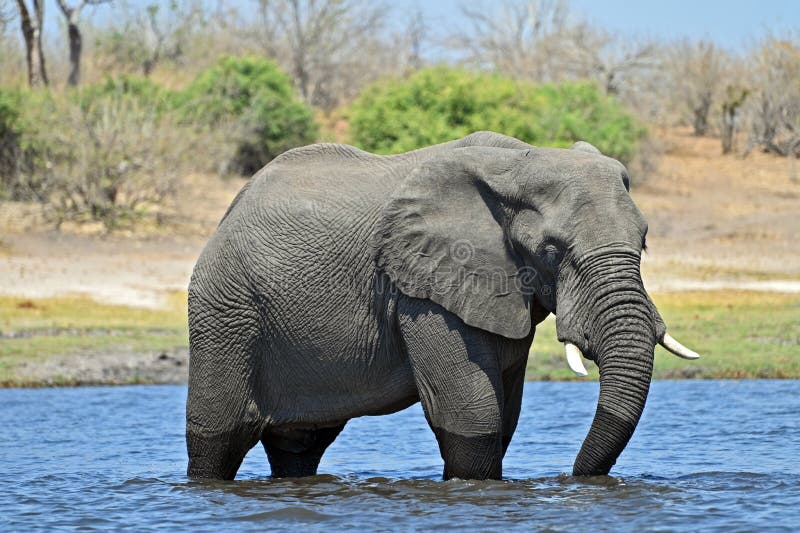 A Single Elephant Crossing Chobe River, at Chobe National Part in ...