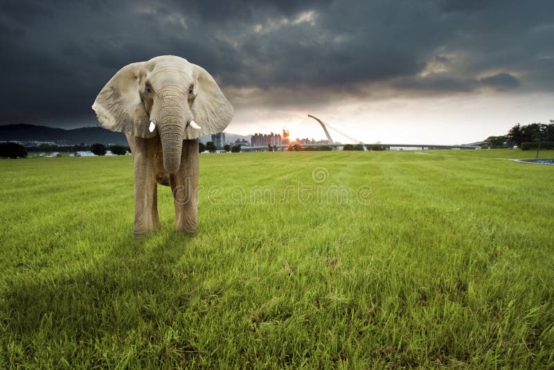 Single Elephant on Grassland with Dawn Stock Photo - Image of elephant ...