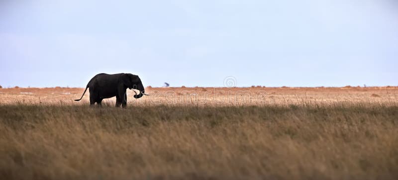 Single Elephant in an Open Field, Walking with Its Trunk Raised Stock ...