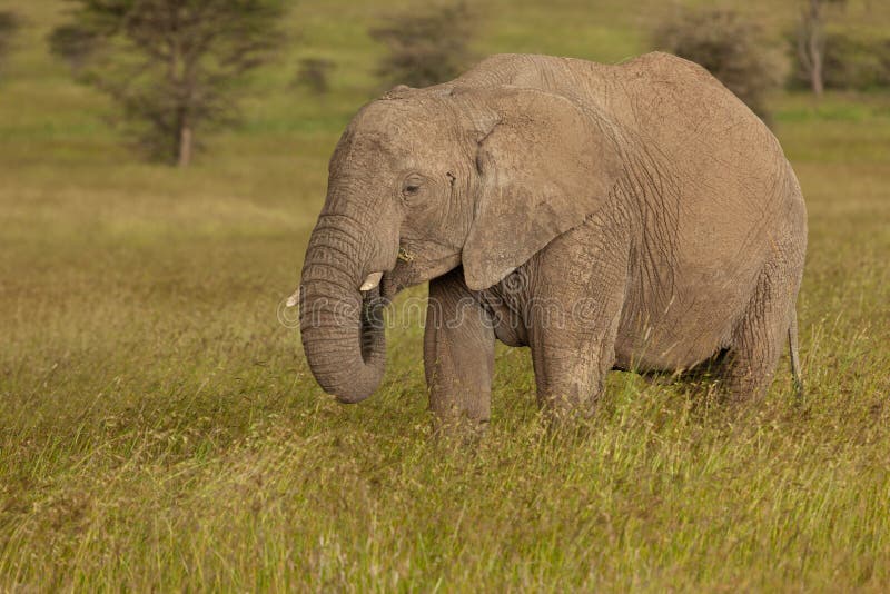 Single Elephant Bull Standing On Small Island In Nature Reserve Stock ...