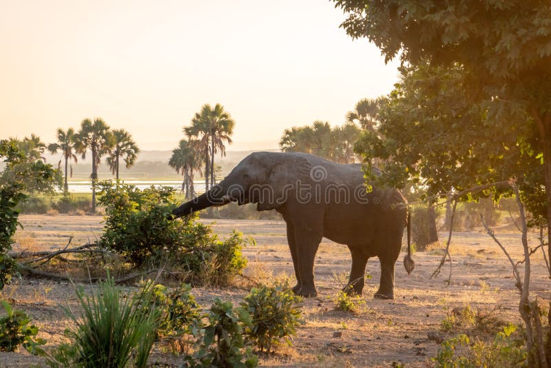 Single Elephant Surrounded by Palm Trees Stock Image - Image of grass ...