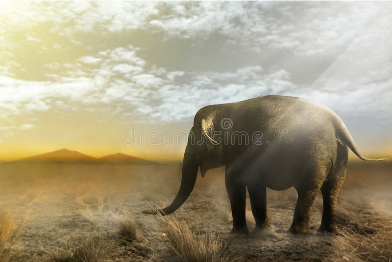 5,768 Single Elephant Stock Photos - Free & Royalty-Free Stock Photos ...