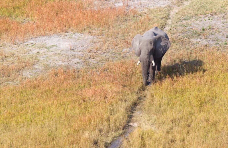 Single Elephant Walking on a Wild Track in the Okavango Delta B Stock ...
