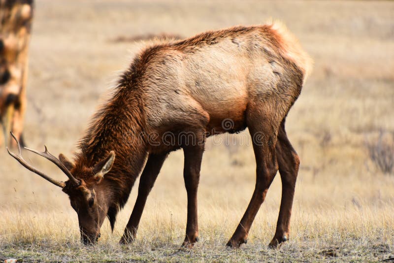 Single Elk Grazing stock photo. Image of park, buck - 147558036