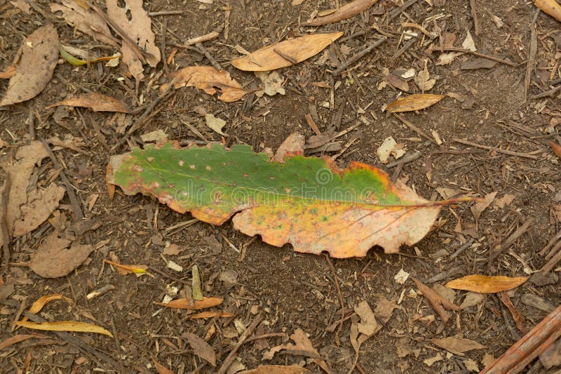 Single Eucalypt Leaf on the Ground Stock Image - Image of botanical ...