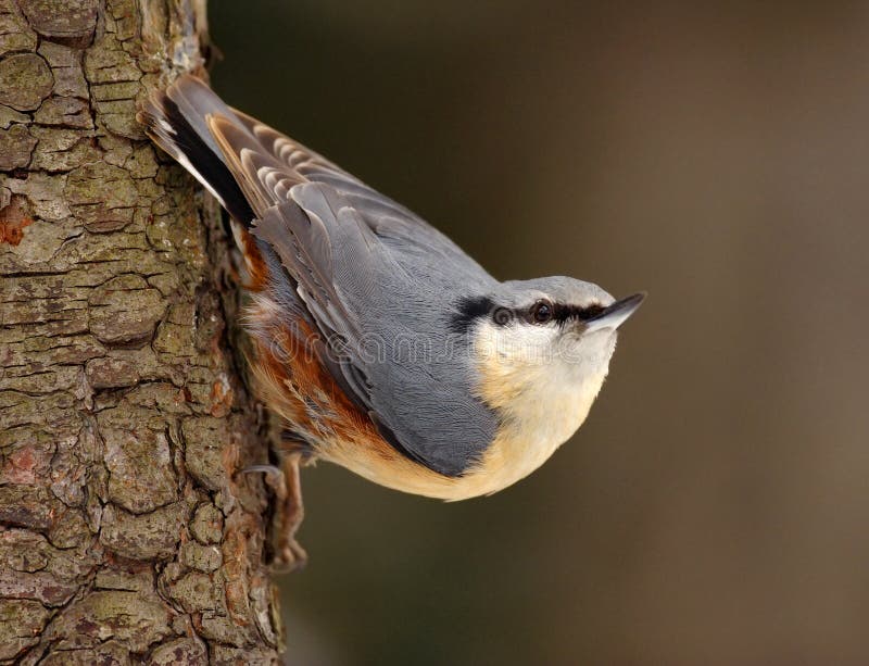 Single Eurasian Nuthatch Bird on Tree Trunk during a Spring Nesting ...
