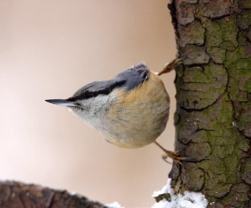 Single Eurasian Nuthatch Bird on Tree Trunk during a Spring Nesting ...