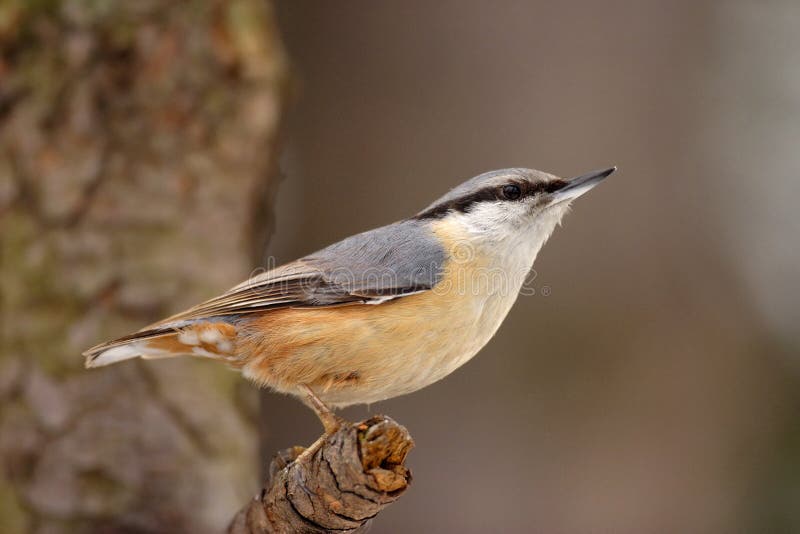 Single Eurasian Nuthatch Bird on Tree Trunk during a Spring Nesting ...