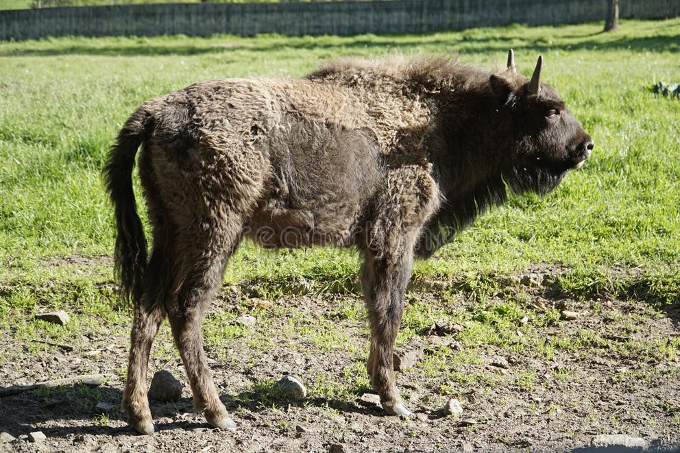 Single European Bison Standing on Field - Side View Stock Photo - Image ...