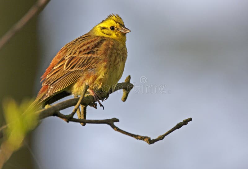 Single European Serin Bird on Tree Twig during a Spring Nesting Period ...