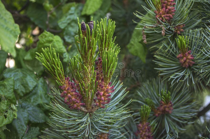 Single Evergreen Leaves Tree Isolated, Die Cut on White Background with ...
