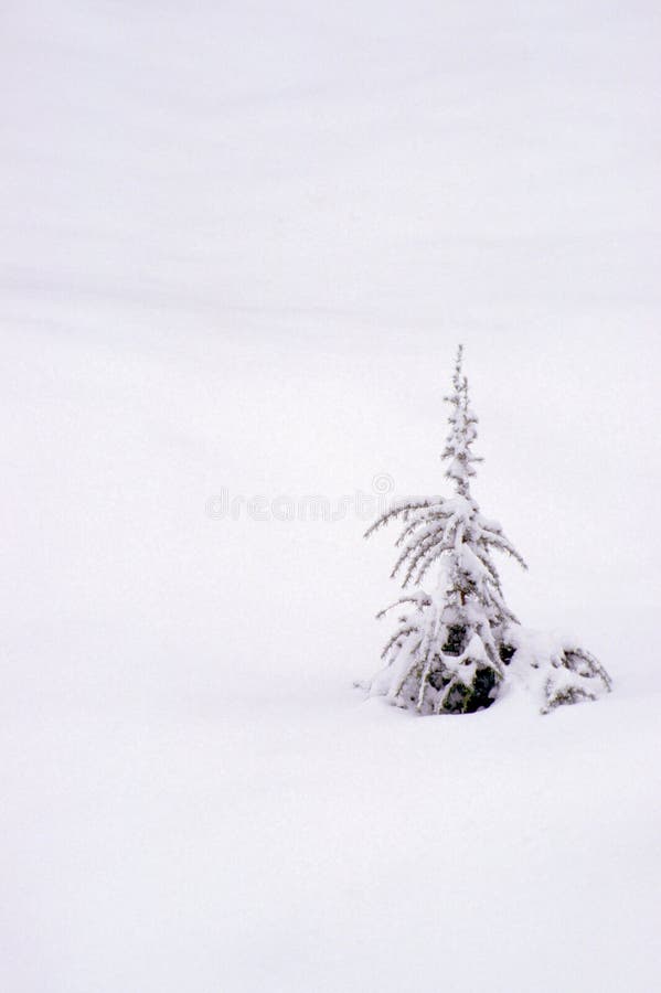 Single Evergreen in Fresh Snow Stock Image - Image of tree, cold: 28946249