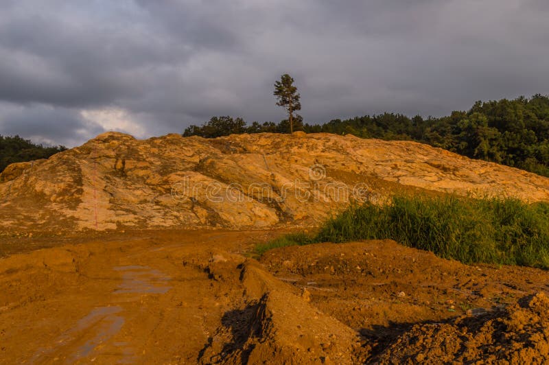 Single Evergreen Leaves Tree Isolated, Die Cut on White Background with ...
