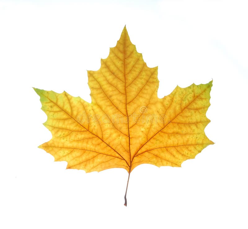 Single Fall Leaf Stock Images - Image: 21923004