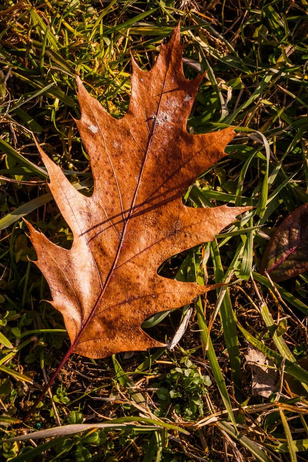 A single fall leaf stock photo. Image of sunlight, closeup - 167732108