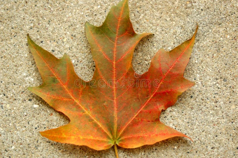 A Single Fall Leaf in Orange and Green Stock Image - Image of single ...