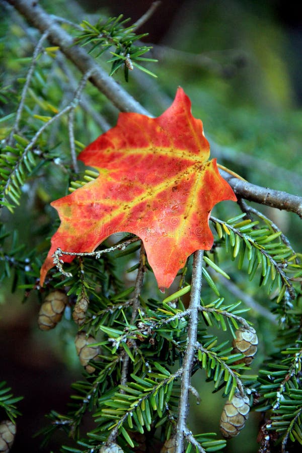 Single Fall Leaf Resting on Branch of Pine Tree Stock Image - Image of ...