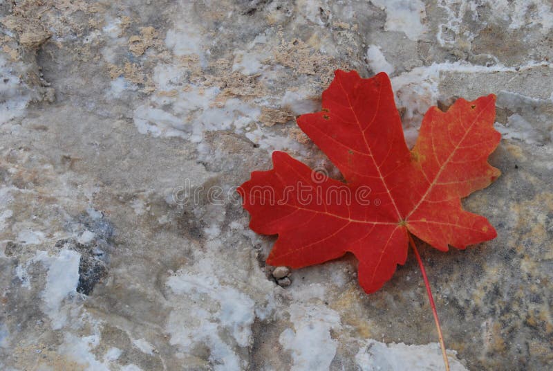 Single Fall Leaf stock image. Image of fall, landscapes - 76975967