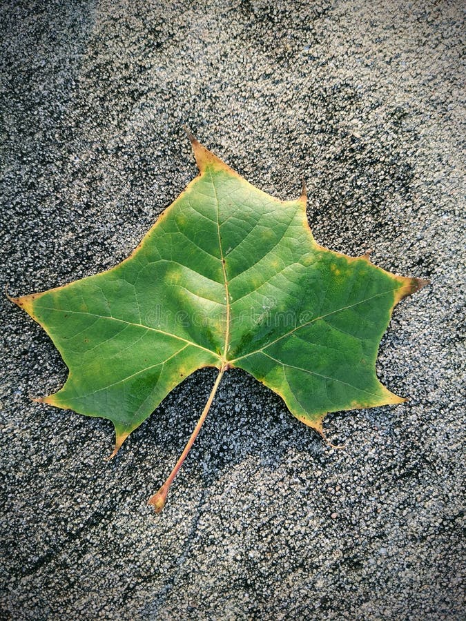 Single Fall Leaf on the Sidewalk Stock Photo - Image of background ...