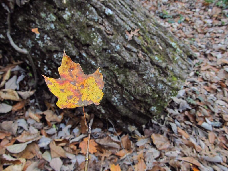 Single Fall Leaf in the Greenway Stock Photo - Image of forest, leaves ...
