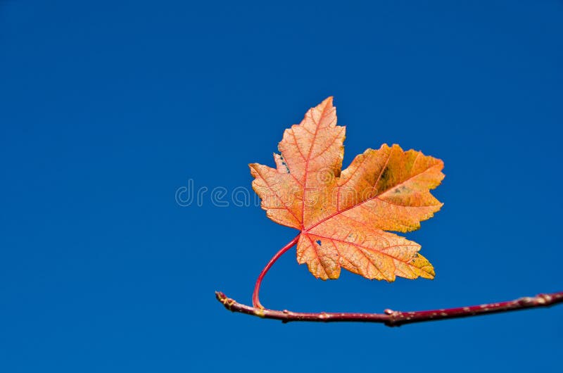 Single fall maple leaf stock image. Image of maple, branch - 46069383