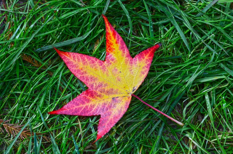 Single Fallen Down Colourfull Autumn Leaf in Green Grass Stock Photo ...