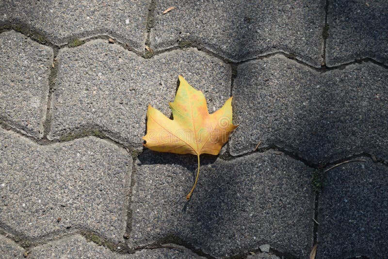 Single Fallen Maple Leaf on the Ground Stock Image - Image of rock ...