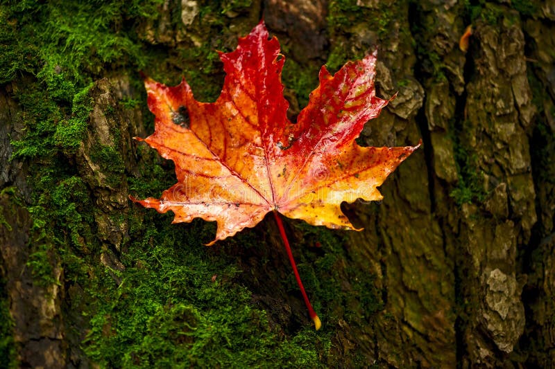 Single fallen maple leaf stock photo. Image of botany - 54620912