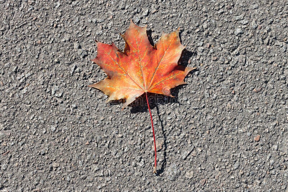 Single Falling Leaf on Asphalt Background Space Stock Photo - Image of ...