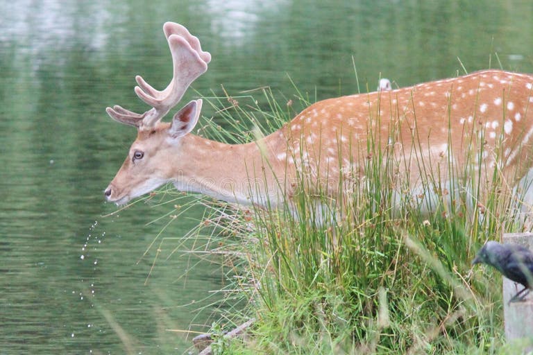 Deer fallow stag drinking stock photo. Image of hunting - 32680298