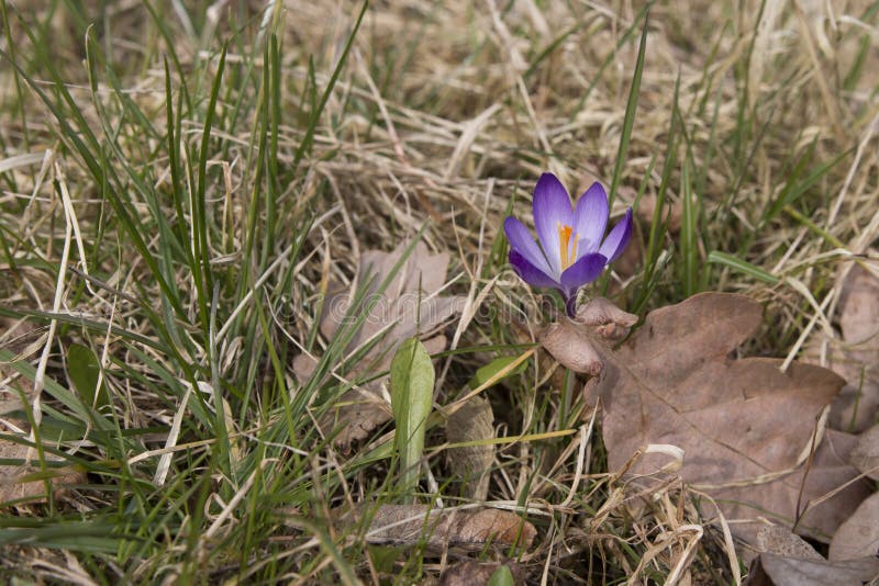 Single Farmer Crocus! stock photo. Image of beautiful - 90022350