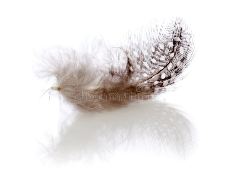Single feather stock photo. Image of dots, weight, nature - 23262874
